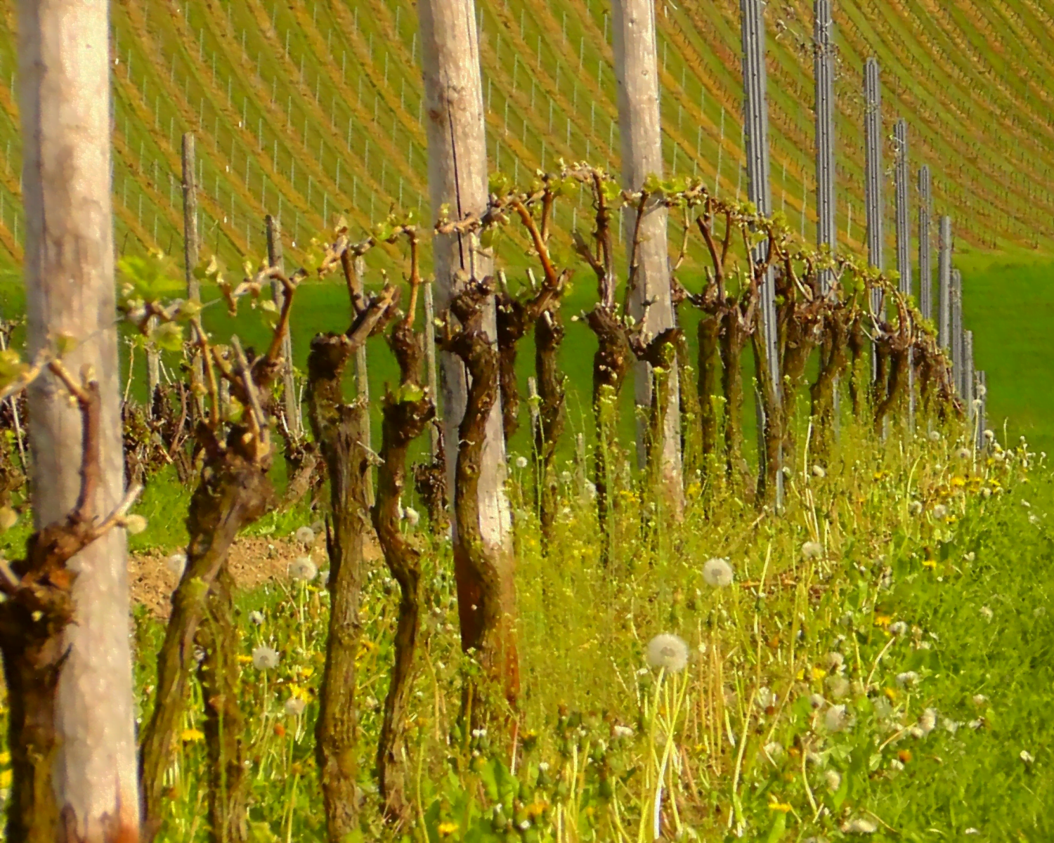 Plantation de la vigne : le choix du porte-greffe - WISP